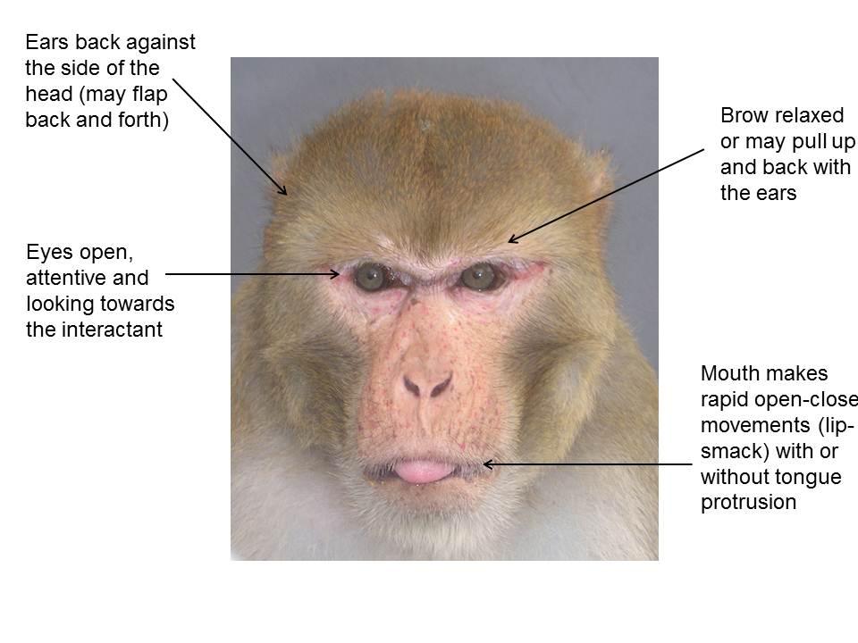 Behaviour | Macaques